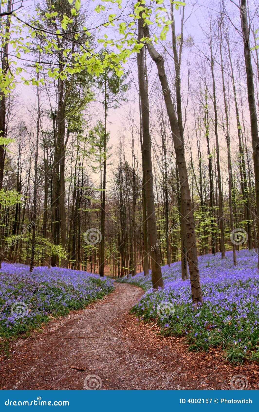 Forest path in springtime stock image. Image of purple - 4002157