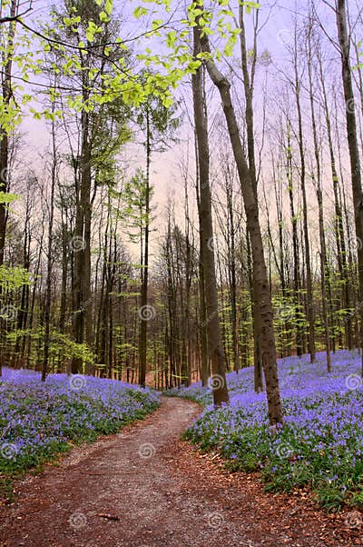 Forest path in springtime stock image. Image of purple - 4002157