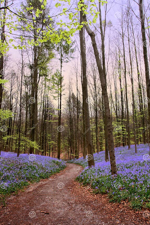 Forest path in springtime stock image. Image of purple - 4002157