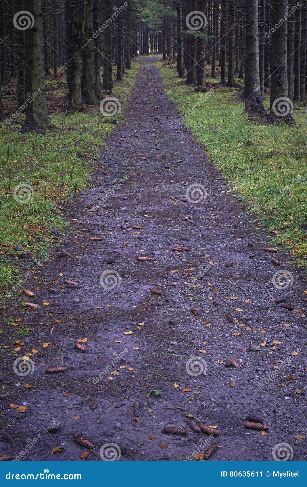 Forest path spruce forest stock image. Image of fresh - 80635611