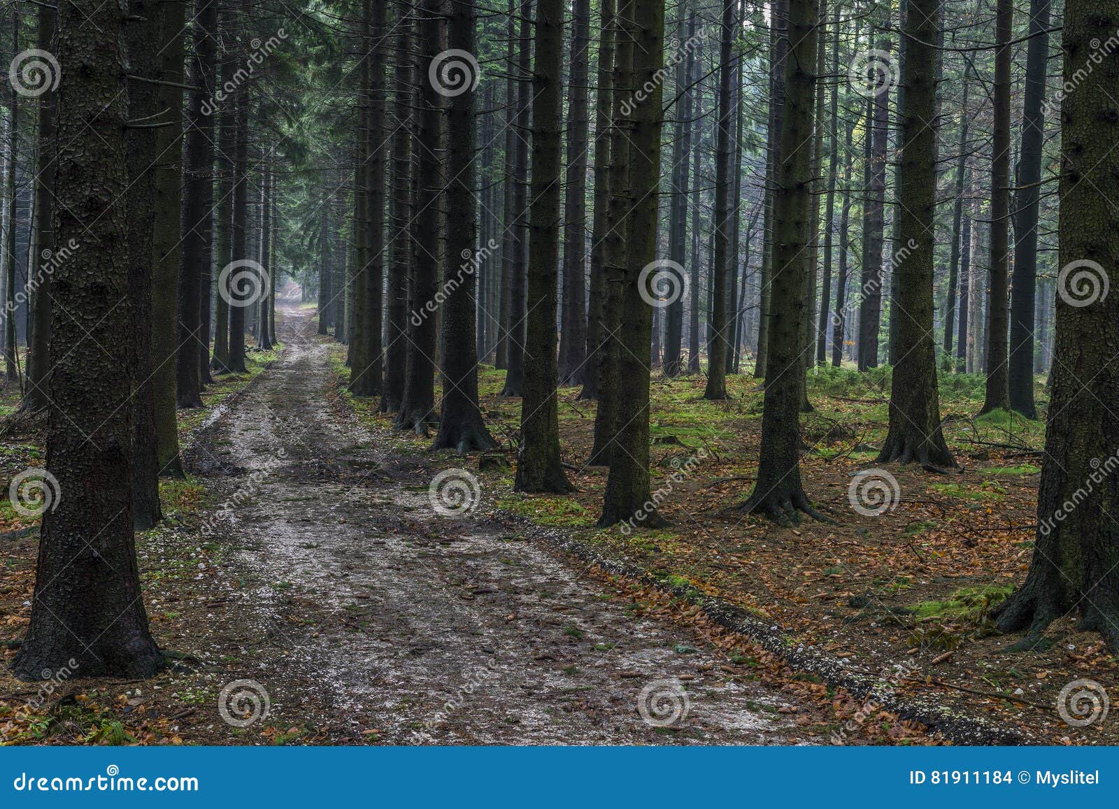Forest path spruce forest stock photo. Image of ecology - 81911184