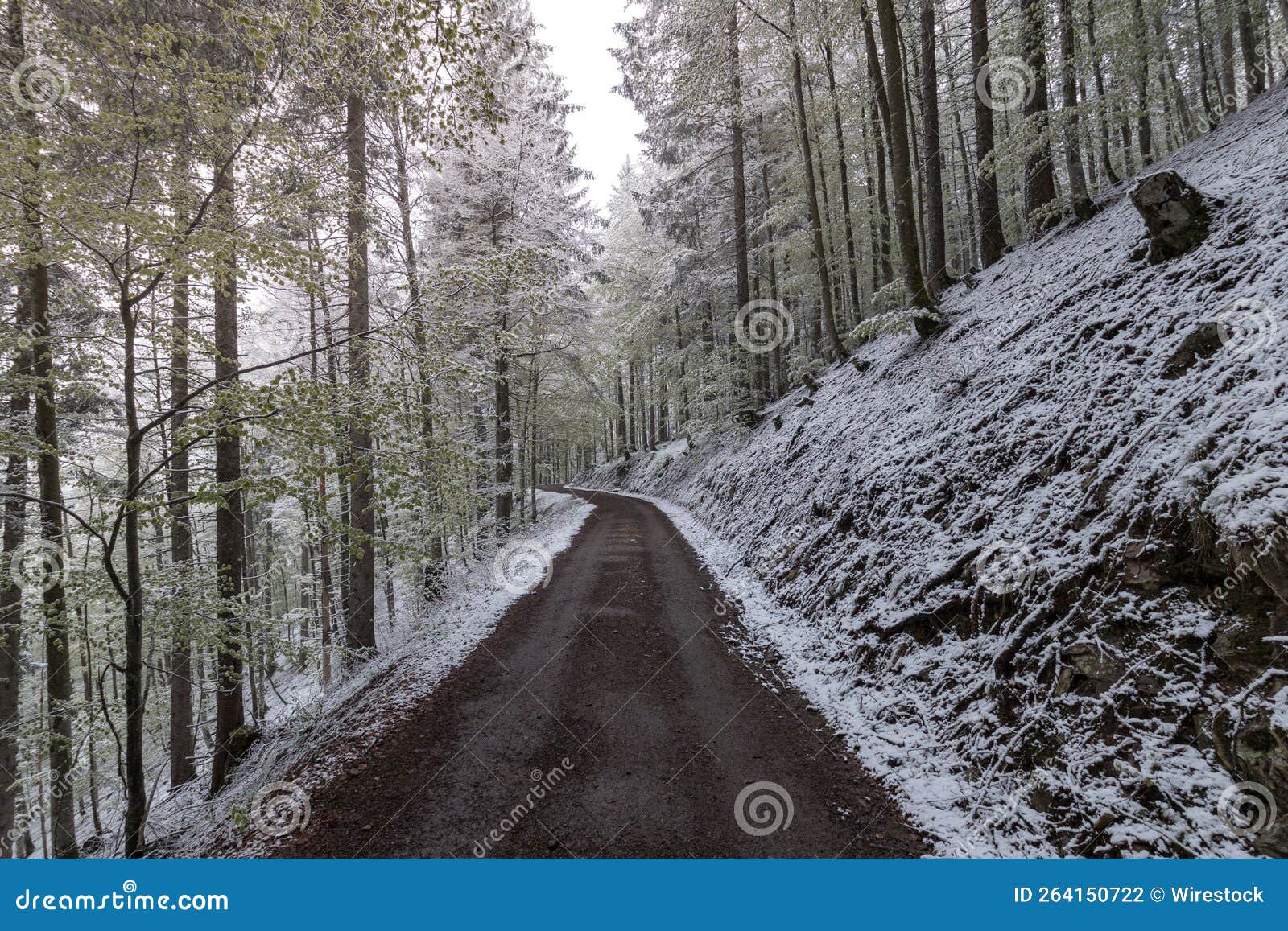 Forest Path on a Steep Slope in Winter in the Black Forest Germany ...