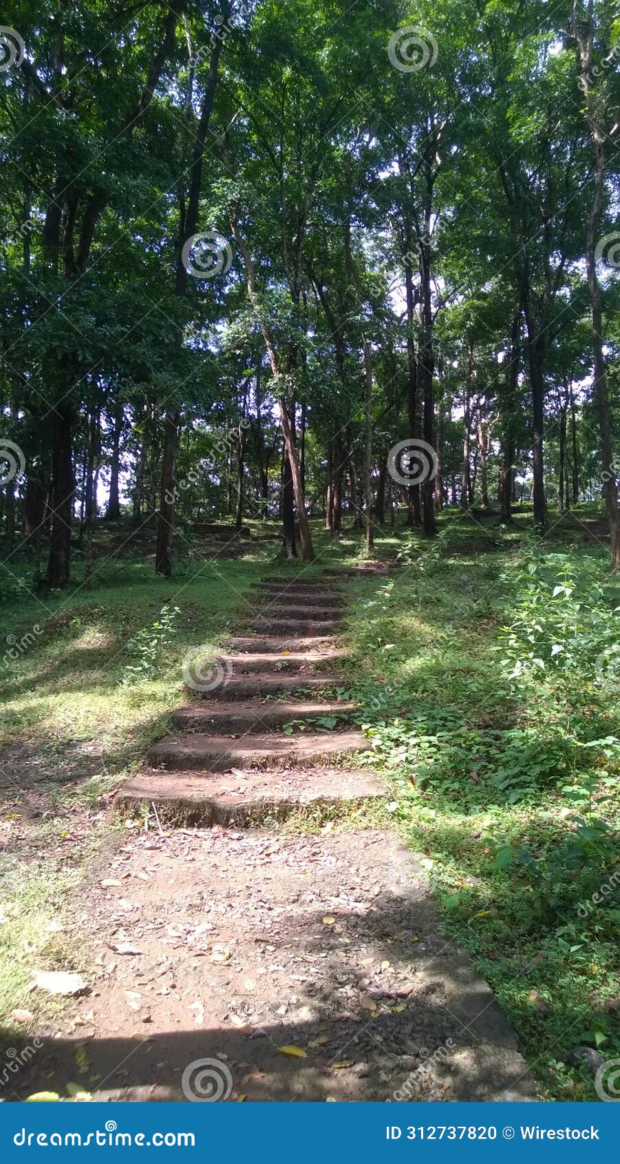 Forest Path with Steps in Karnataka, India Stock Photo - Image of ...