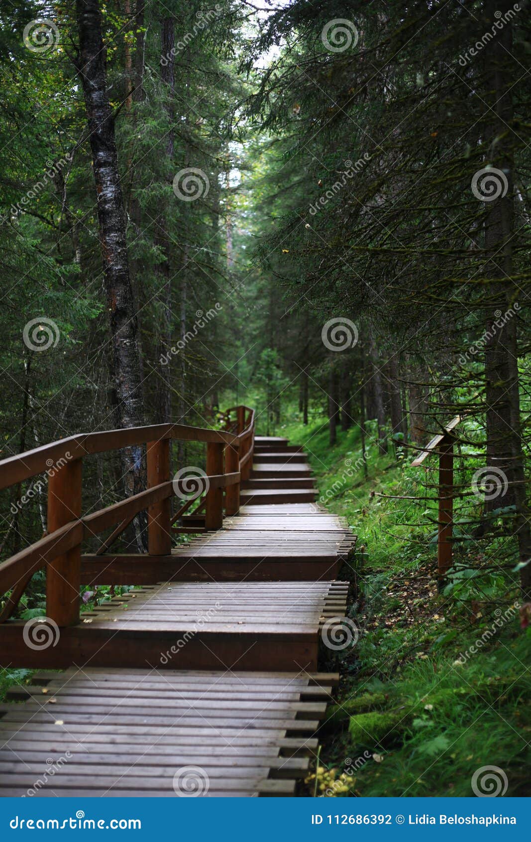 Forest path with steps stock photo. Image of light, dense - 112686392