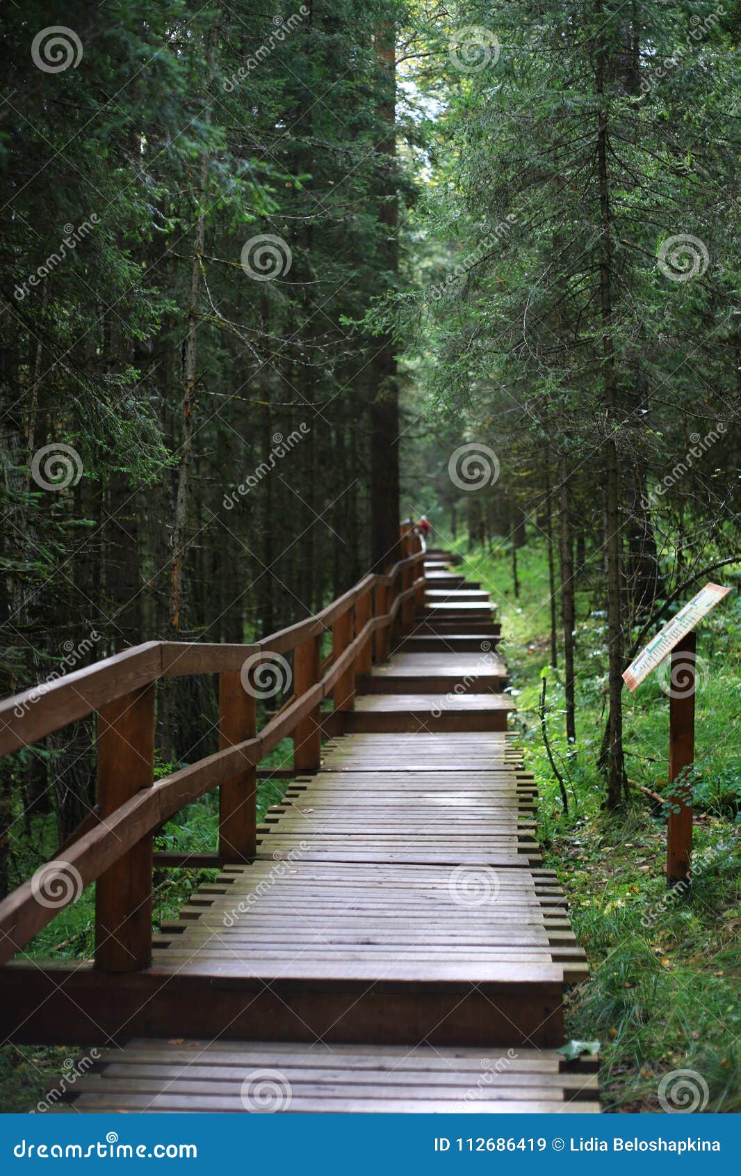 Forest path with steps stock image. Image of trees, explore - 112686419