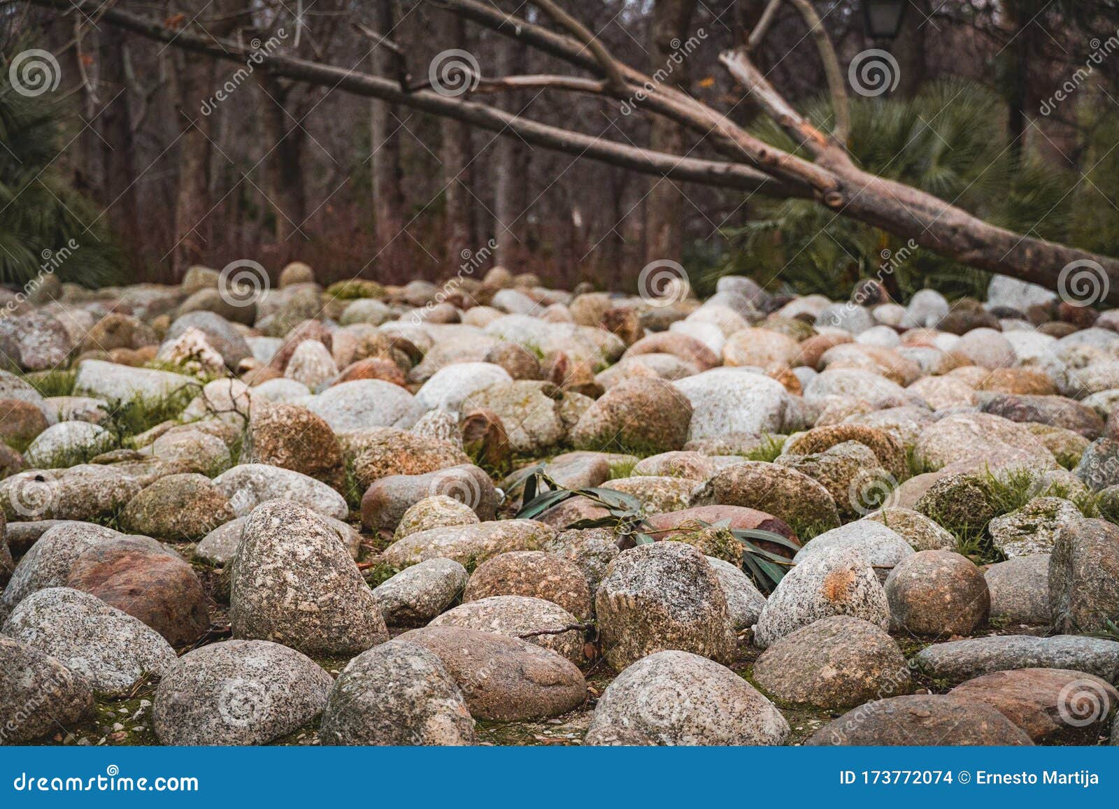 Forest with path of stones stock photo. Image of forrest - 173772074