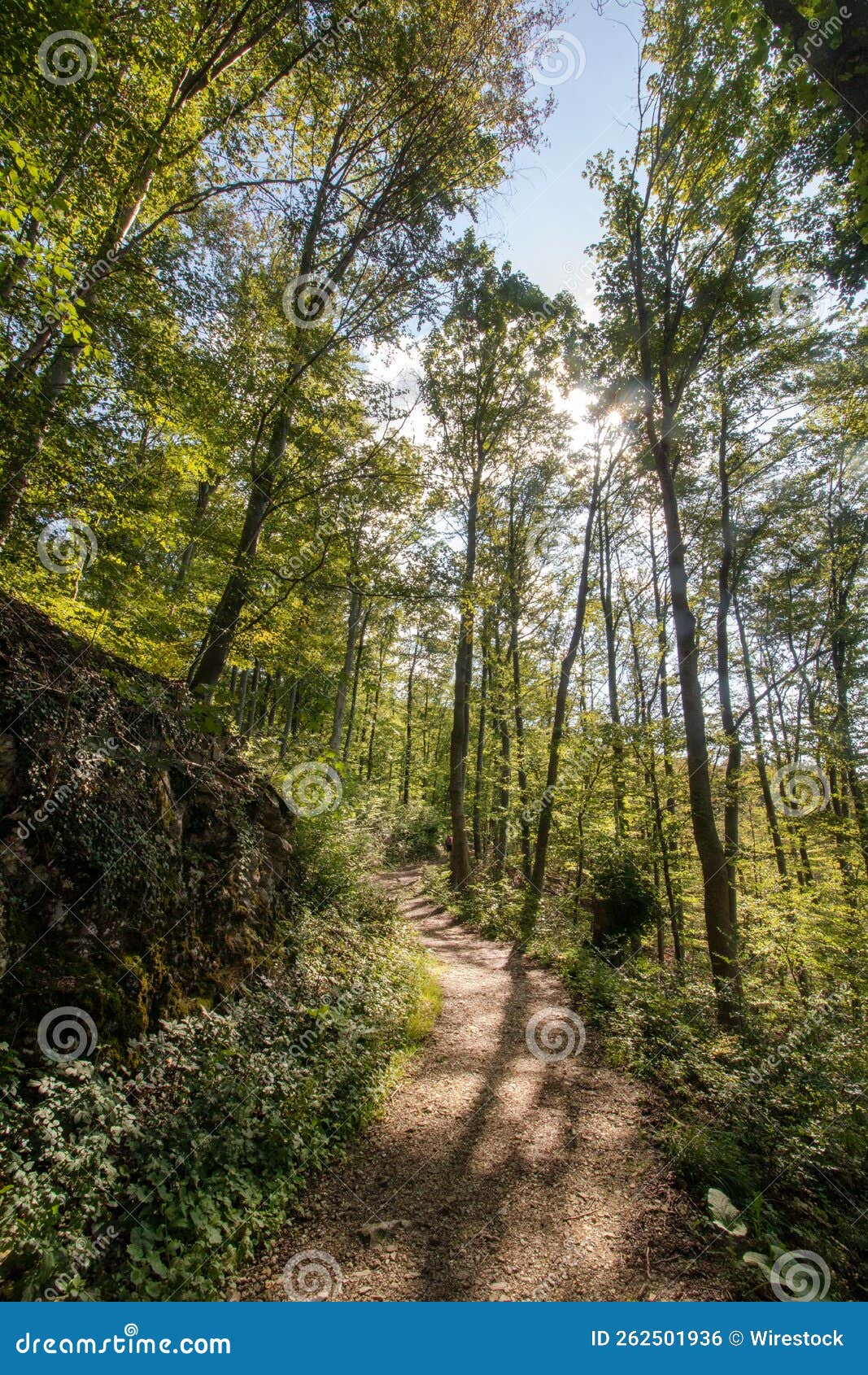 Forest Path in Summer stock photo. Image of sunshine - 262501936