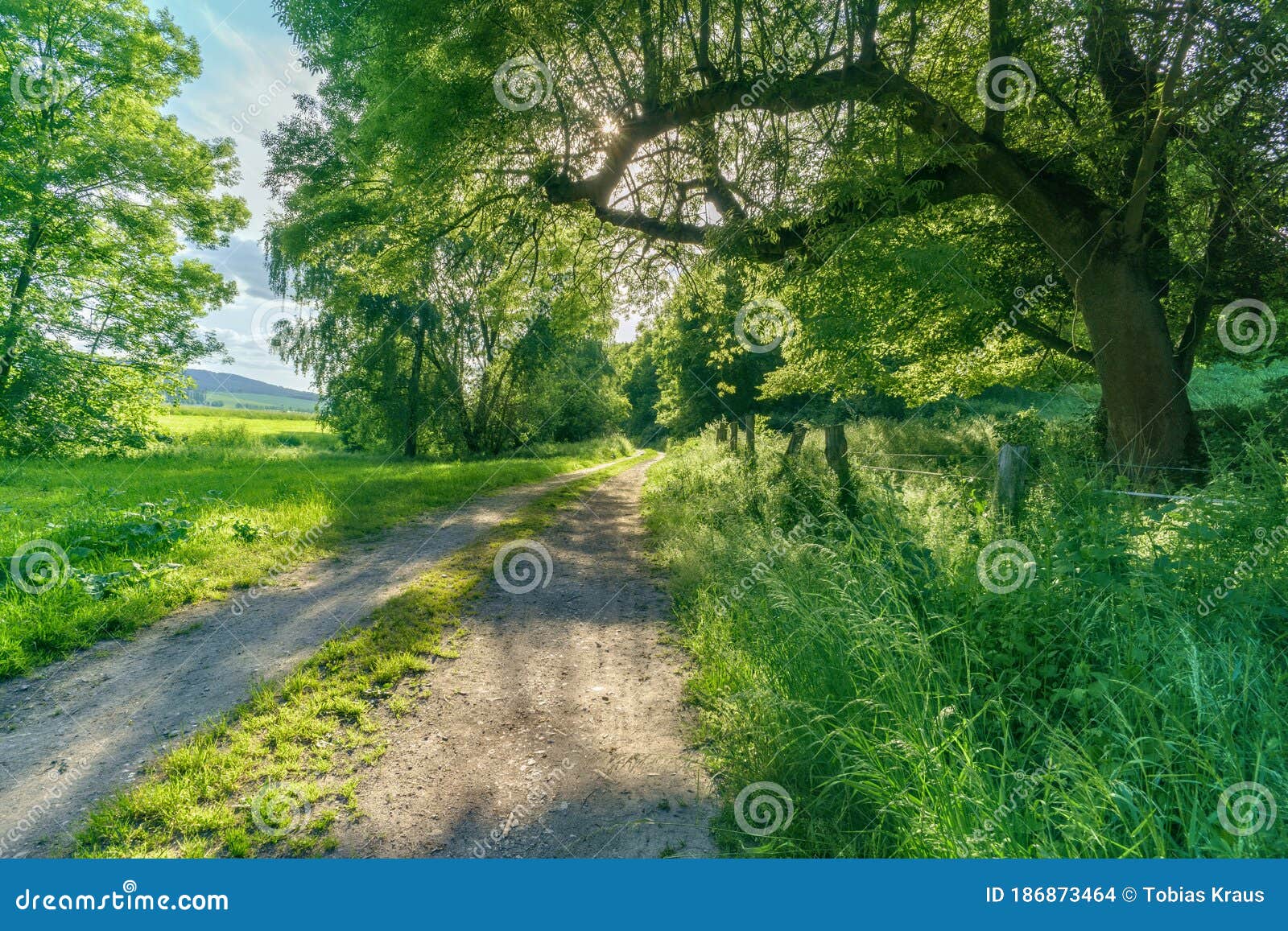 A Forest Path in Summer with Sunshine Stock Photo - Image of horizontal ...