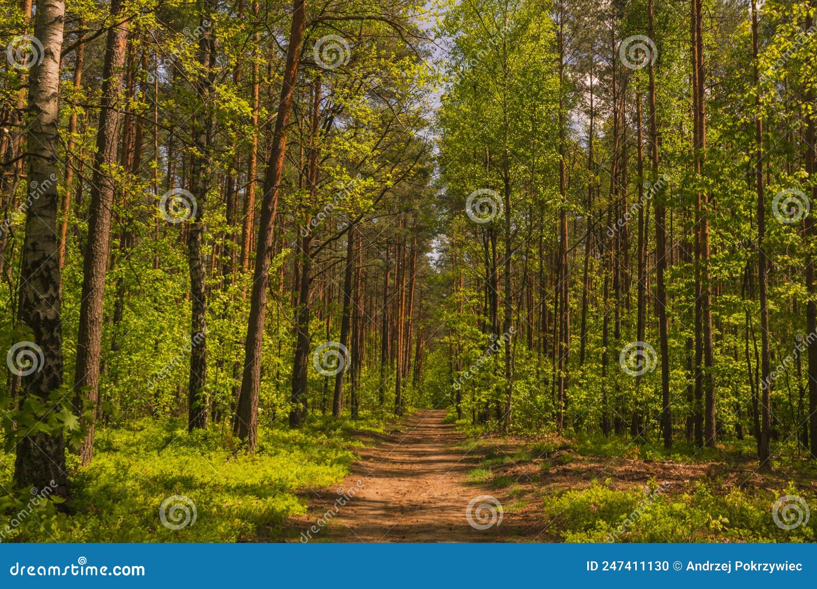Path through forest stock photo. Image of thick, hiking - 247411130