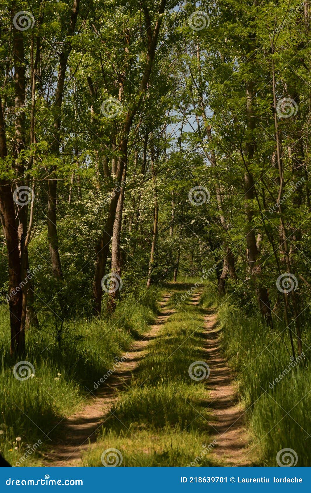 Forest Path with Sun Light in Spring Stock Image - Image of countryside ...