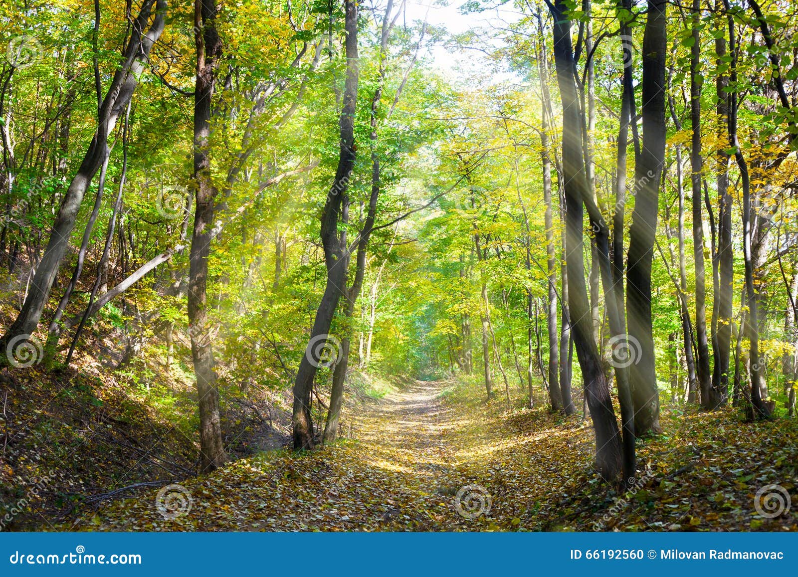 Forest path stock photo. Image of natural, season, landscape - 66192560