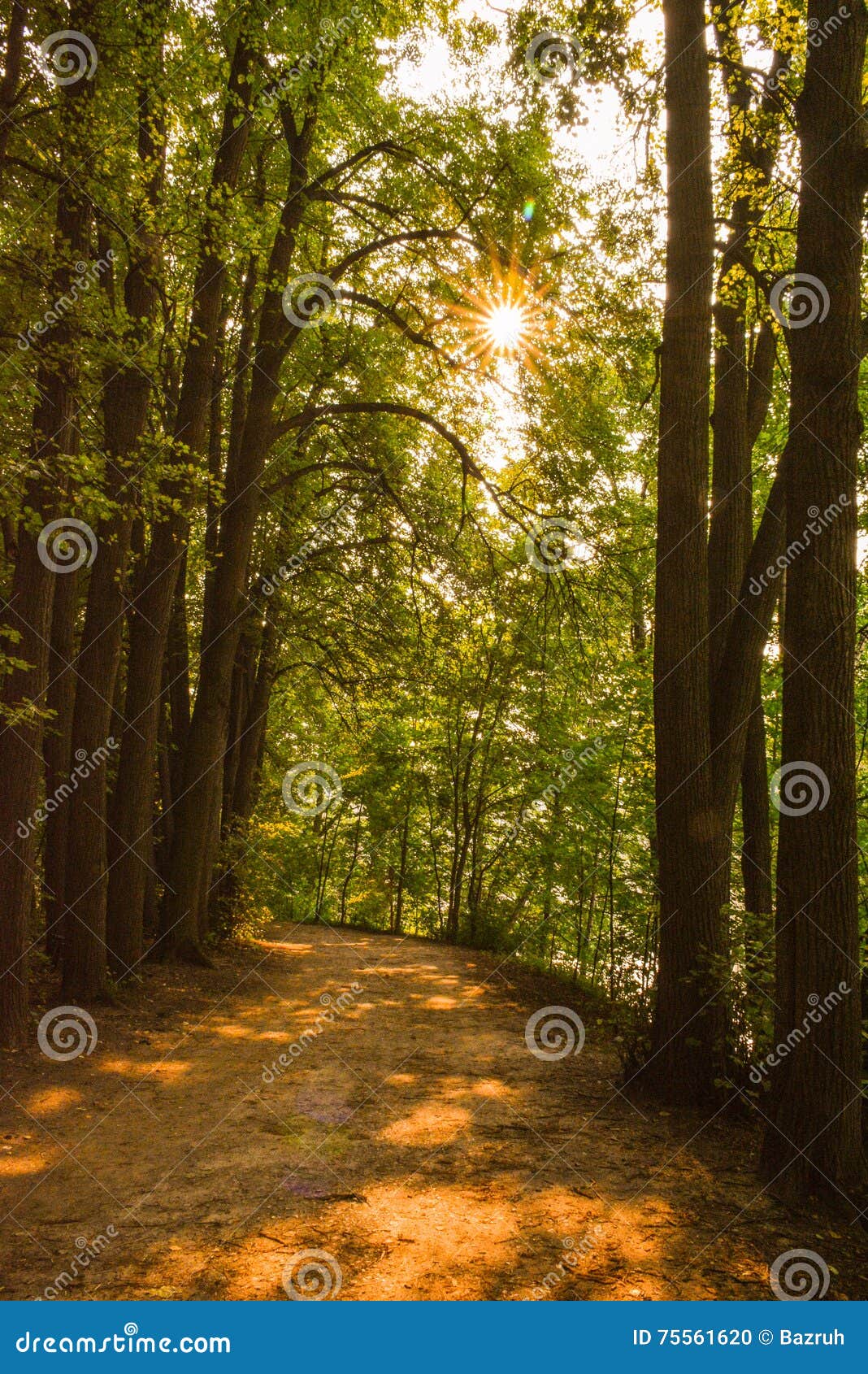 Forest stock photo. Image of forest, path, tree, trees - 75561620