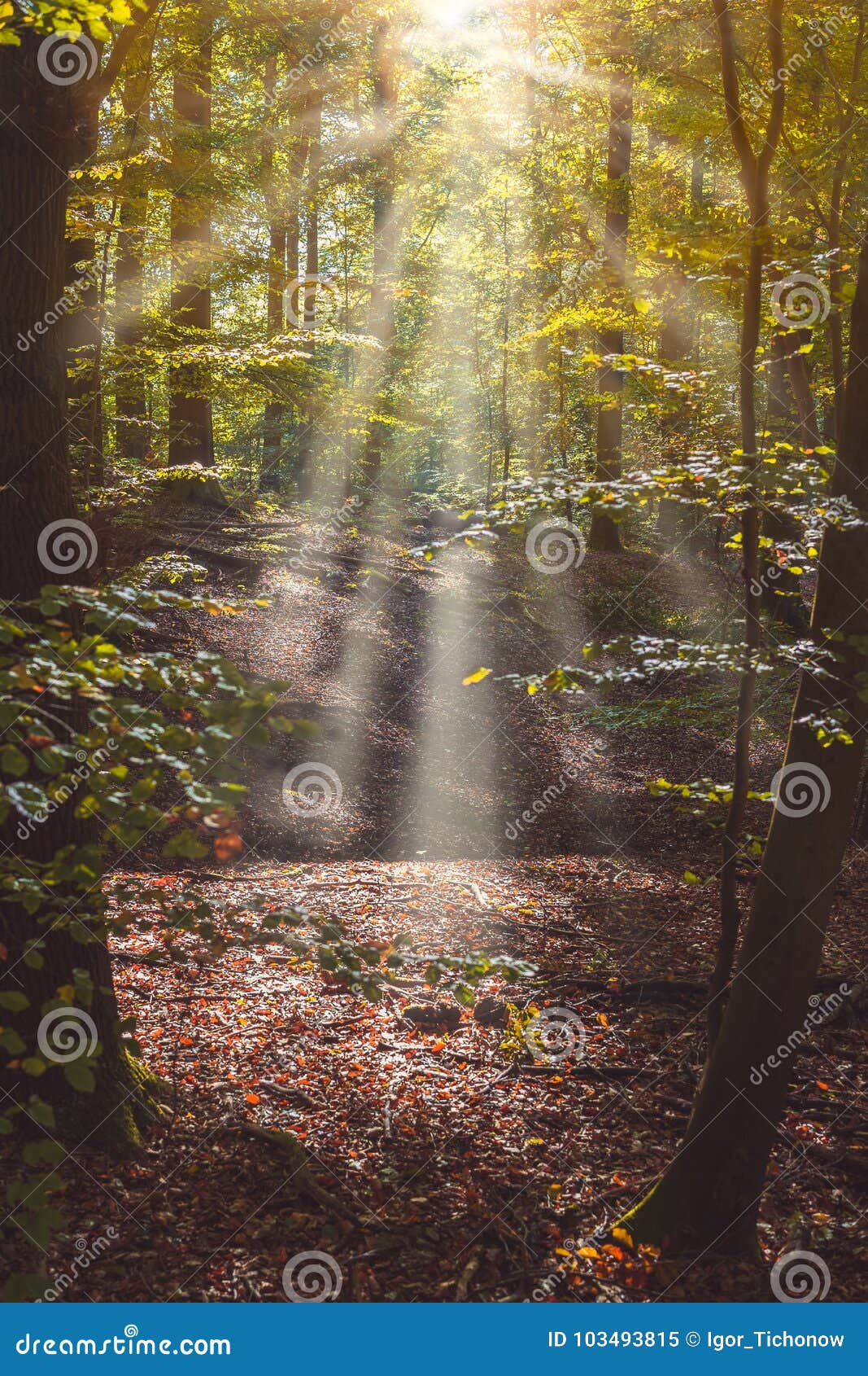 Forest Path with Sun Rays Comming through the Tree Leaves Stock Image ...