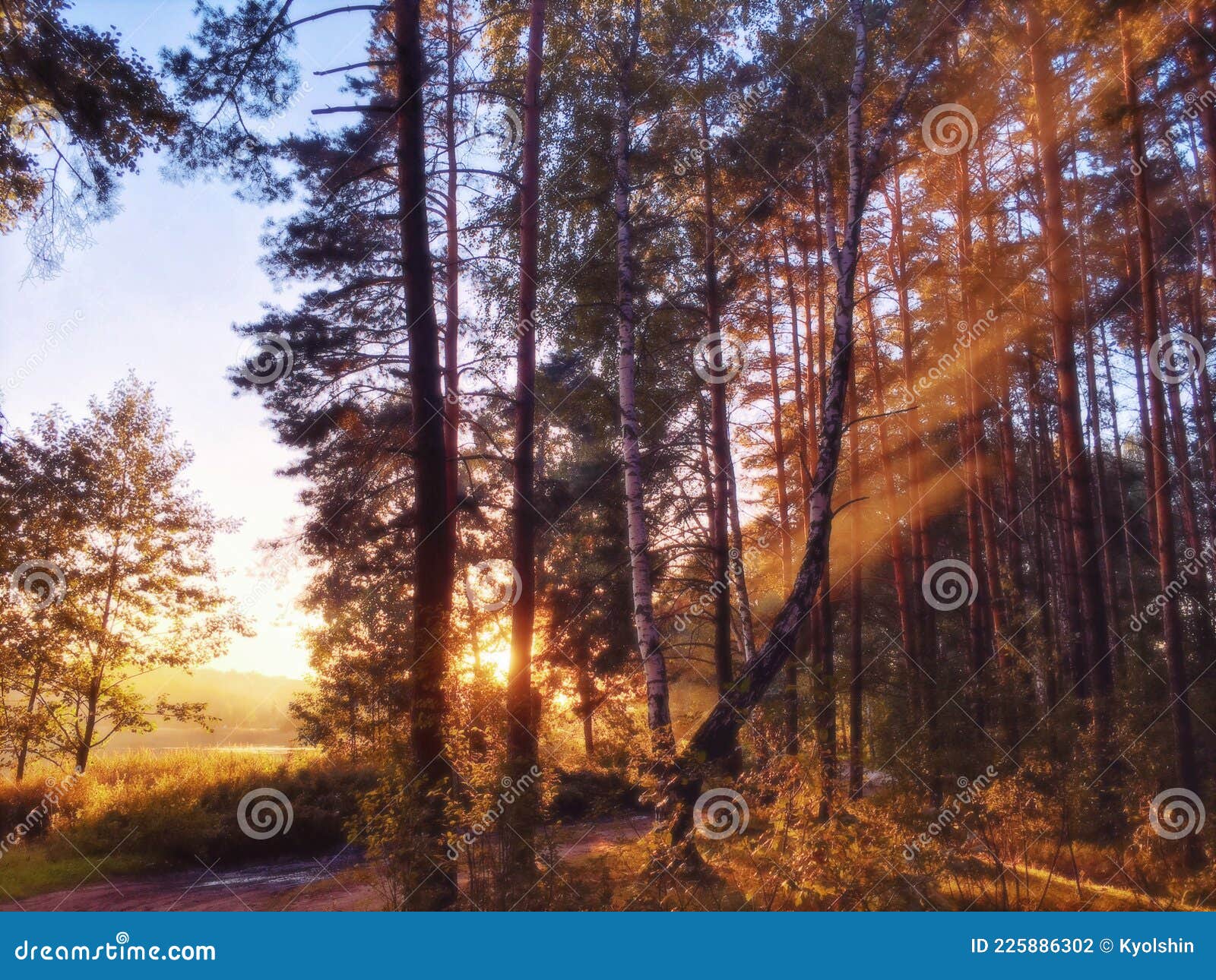 Forest path and sun rays stock photo. Image of tree - 225886302