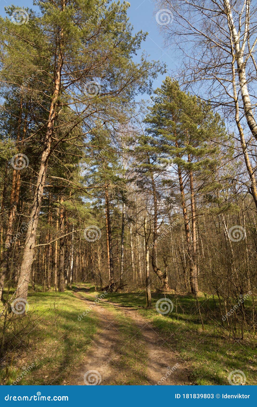Forest Path in Sunlight. Beautiful Spring Summer Pine Trees Forest with ...