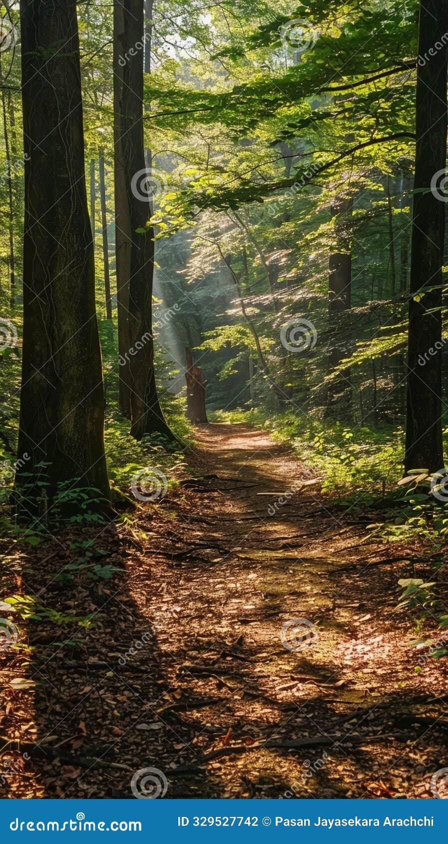 Forest Path Sunlight Filtering through Canopy Stock Illustration ...