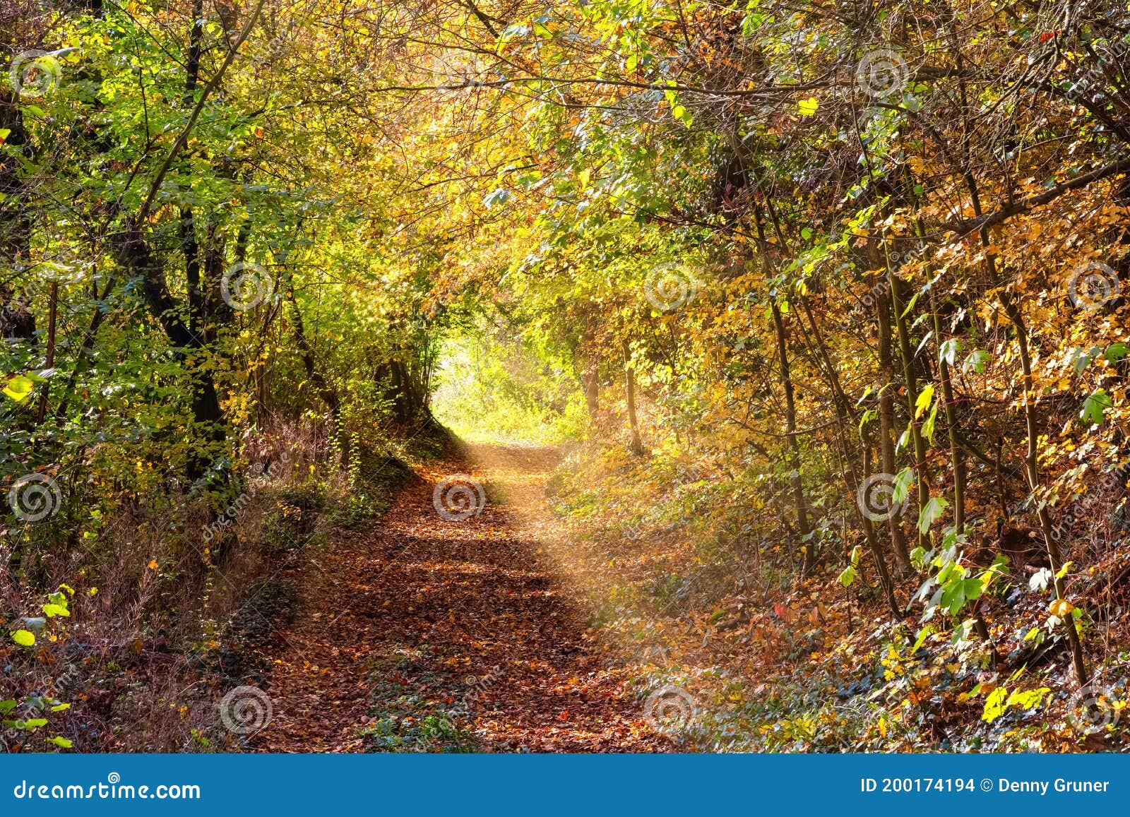 Forest path with sunlight stock photo. Image of foliage - 200174194