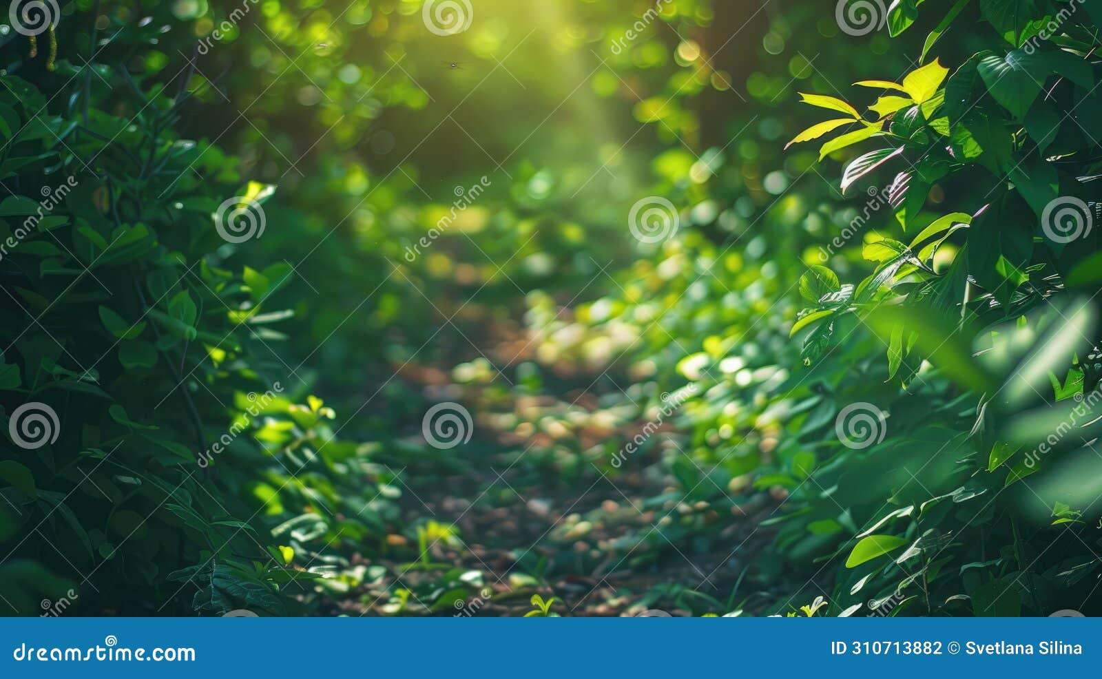 Forest Path, Sunlight through Leaves, a Thriving Eco-realm in Crisp ...