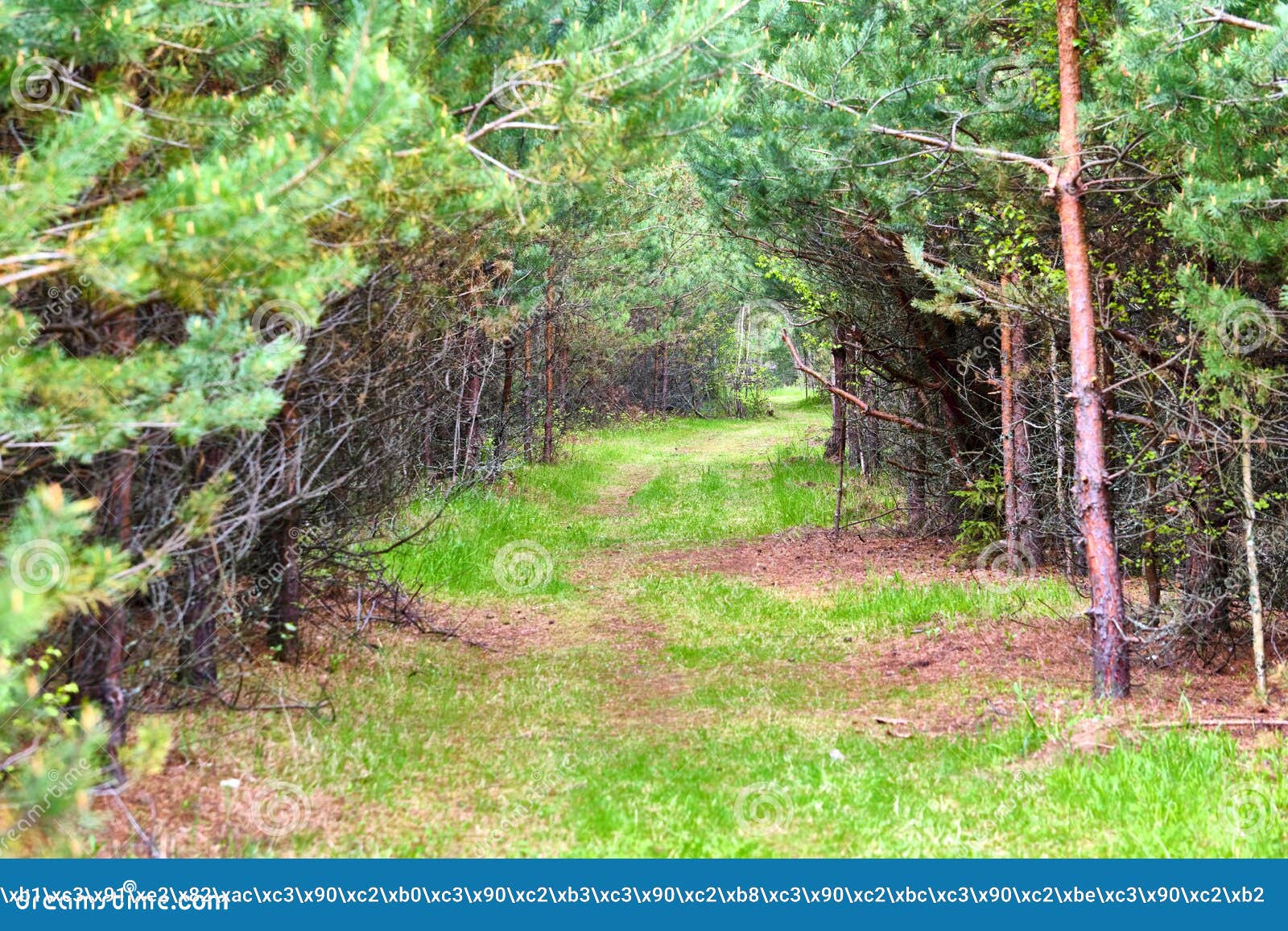 Forest Path Sunlight Scene. Deep Forest Trail View. Forest Trail ...