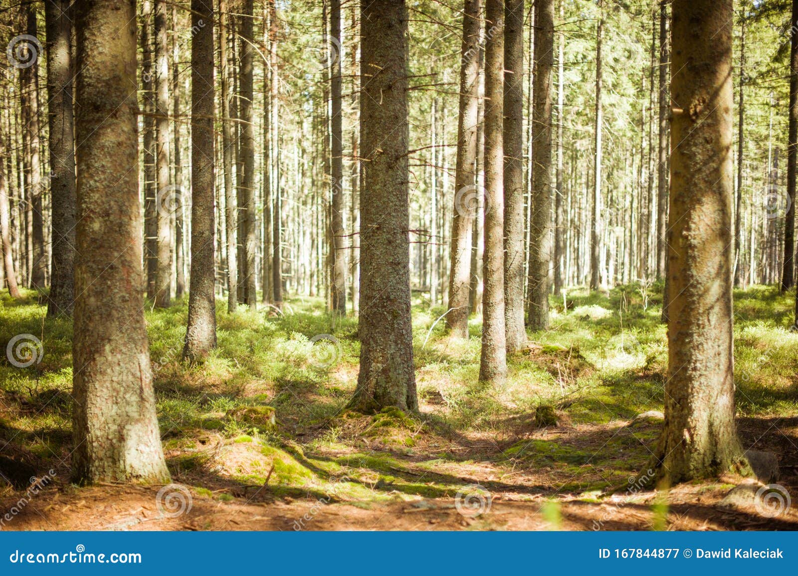 Forest Path Sunlight Scene. Deep Forest Trail View Stock Image - Image ...