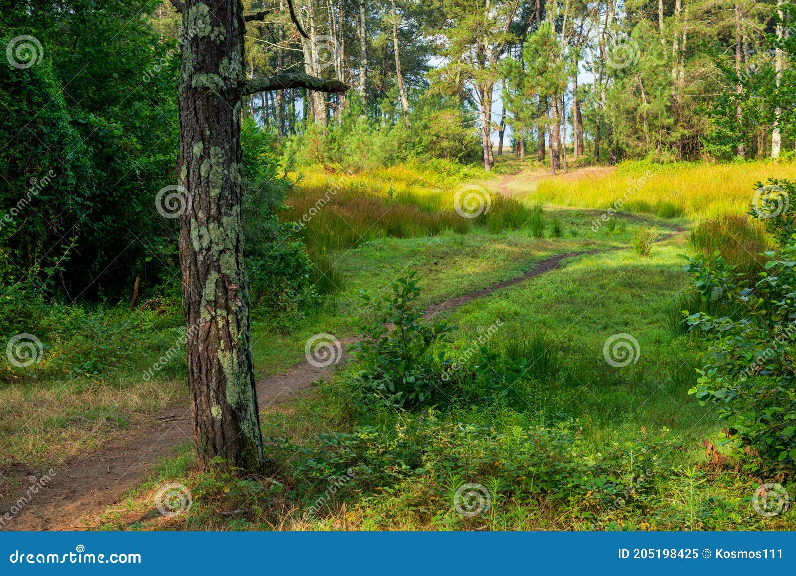 Forest Path Sunlight Scene. Deep Forest Trail View Stock Image - Image ...
