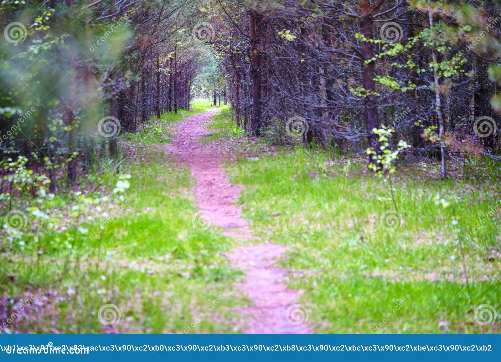 Forest Path Sunlight Scene. Deep Forest Trail View. Forest Trail ...