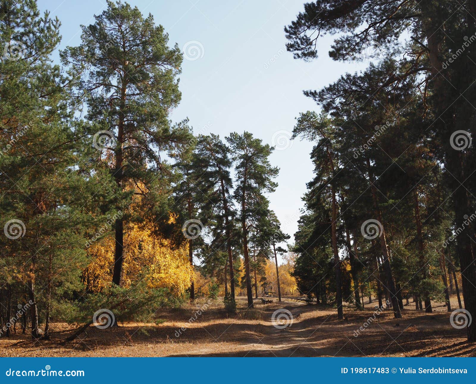 Forest Path Sunlight Shadows View. Forest Path Sunlight. Forest Path ...
