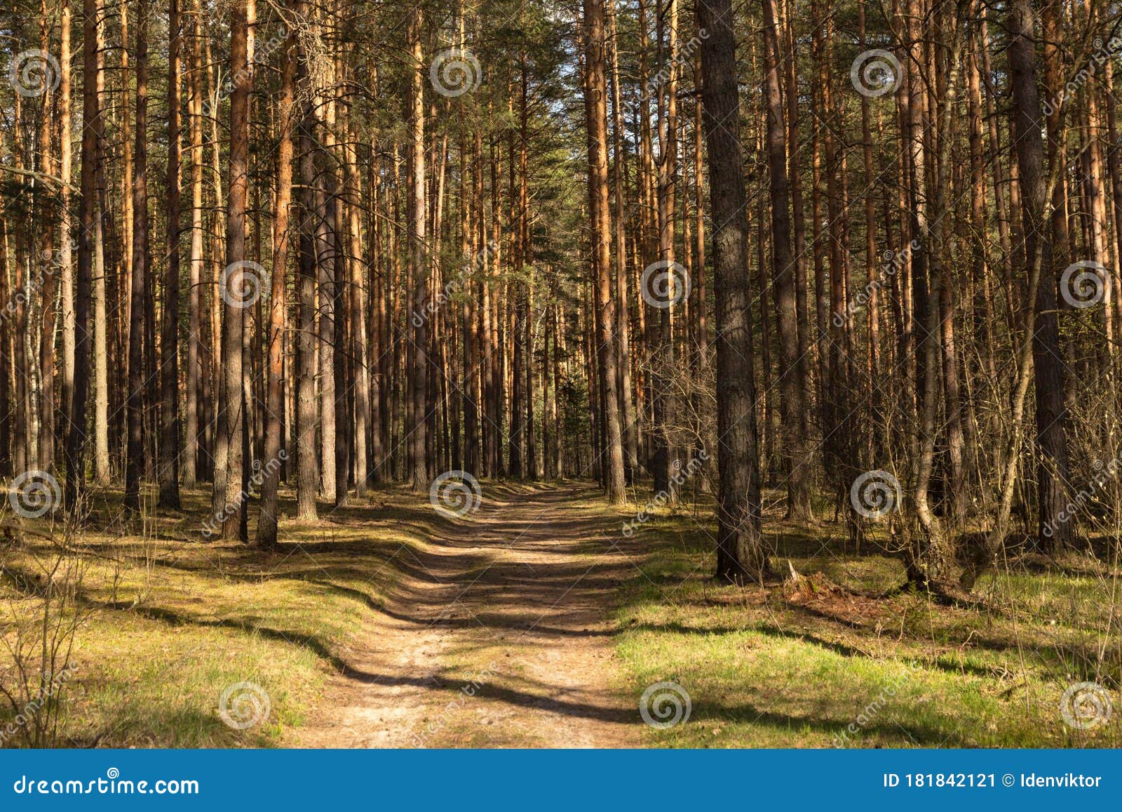 Forest Path in Sunlight, Sun. Beautiful Spring Summer Pine Trees Forest ...