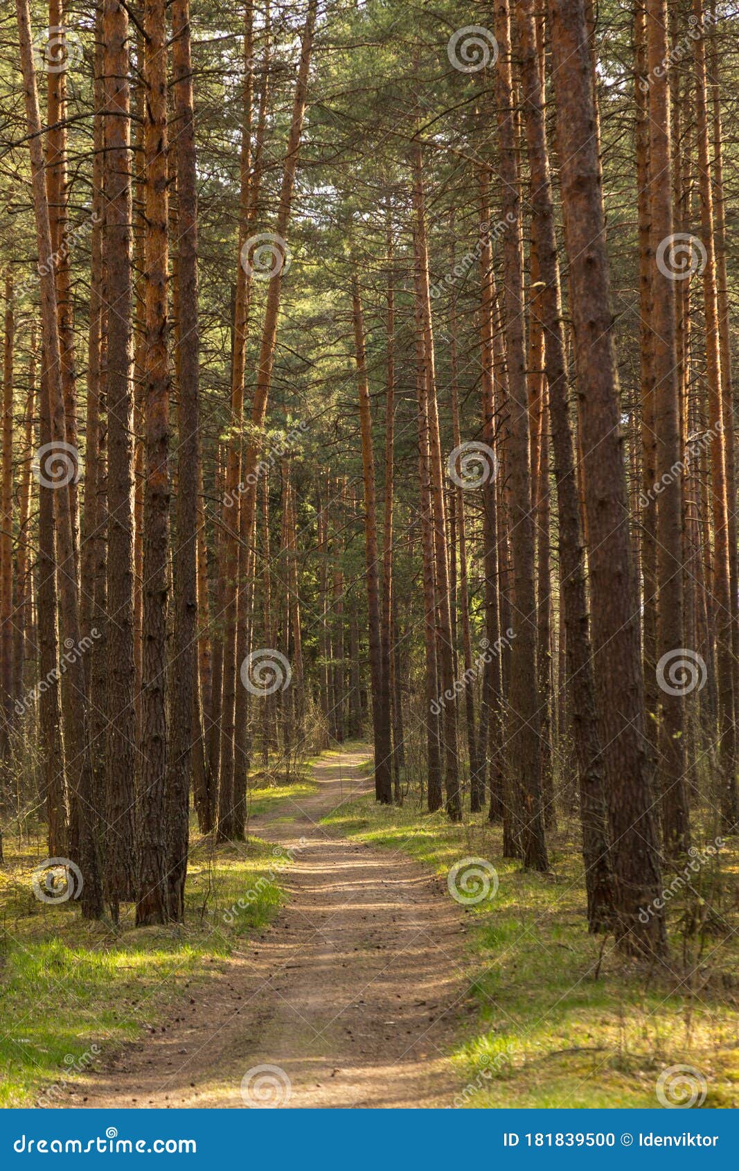 Forest Path in Sunlight, Sun. Beautiful Spring Summer Pine Trees Forest ...