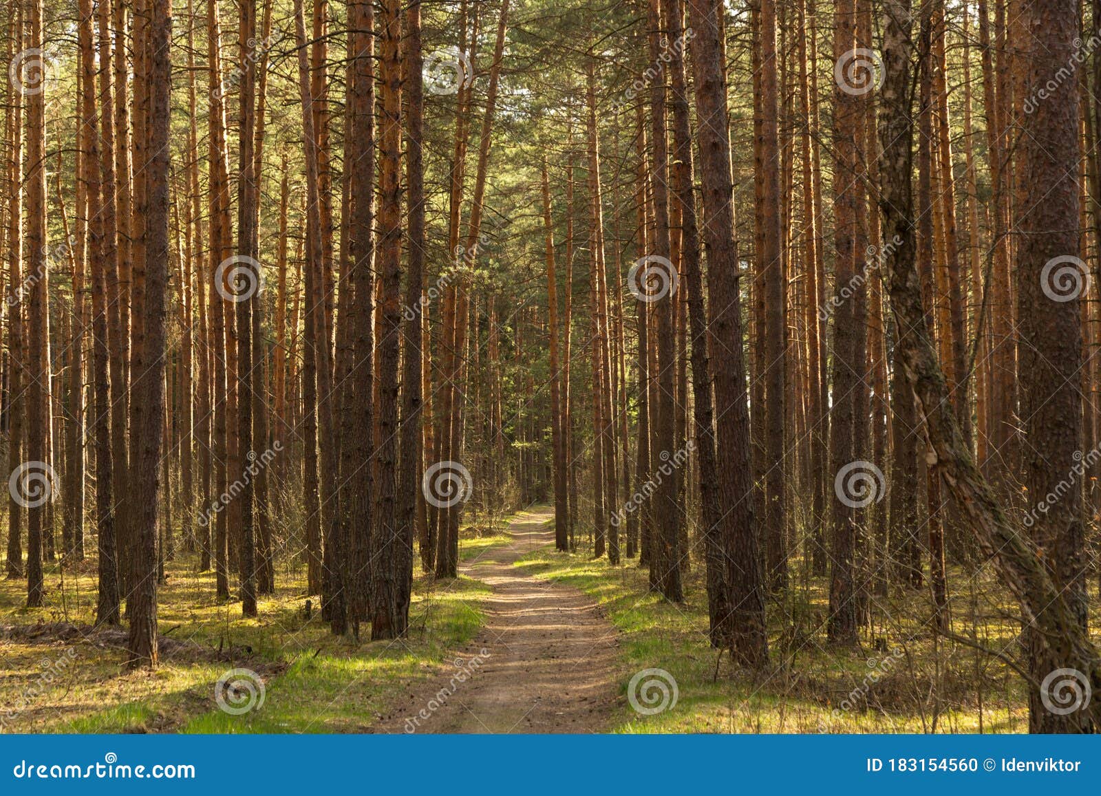 Forest Path in Sunlight, Sun. Beautiful Spring Summer Pine Trees Forest ...