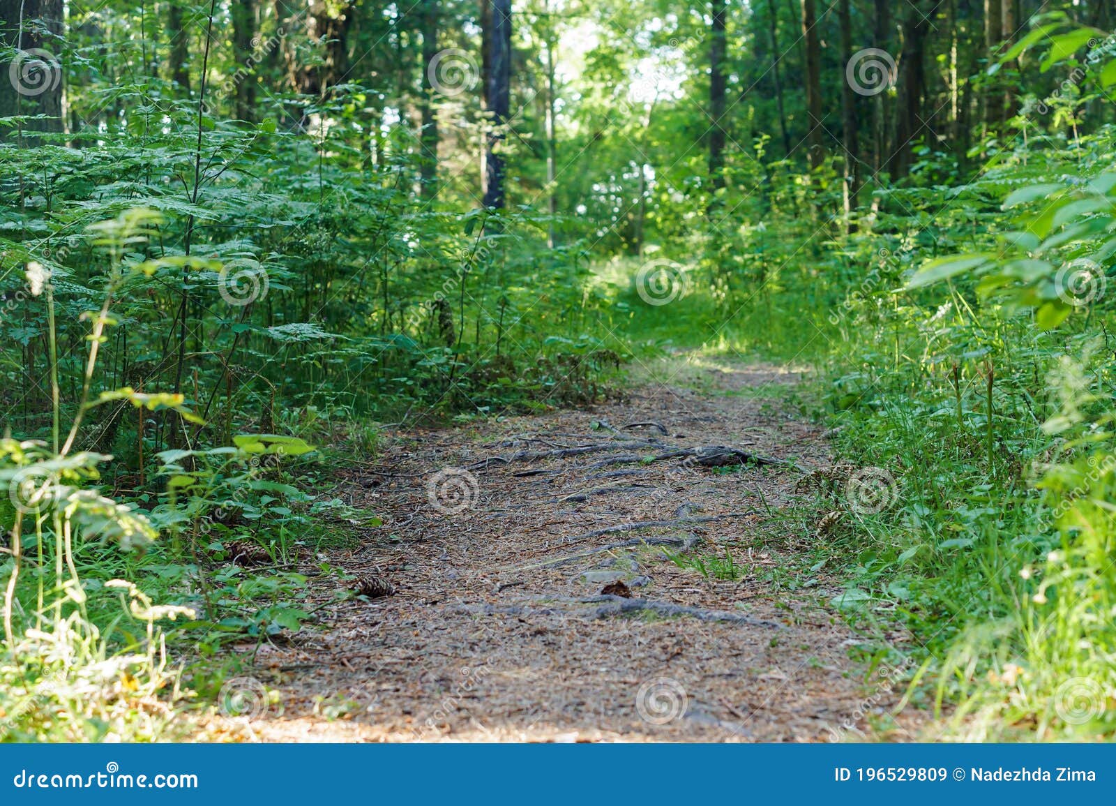 Forest Path, Sunny Day in the Forest Stock Image - Image of daylight ...