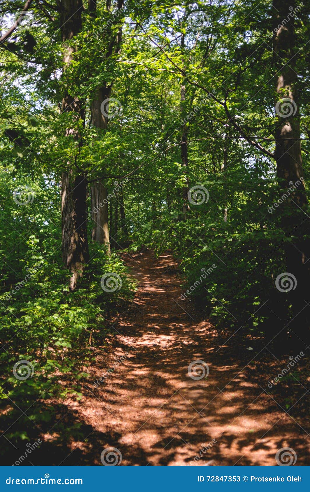 Forest path in sunny day stock image. Image of national - 72847353