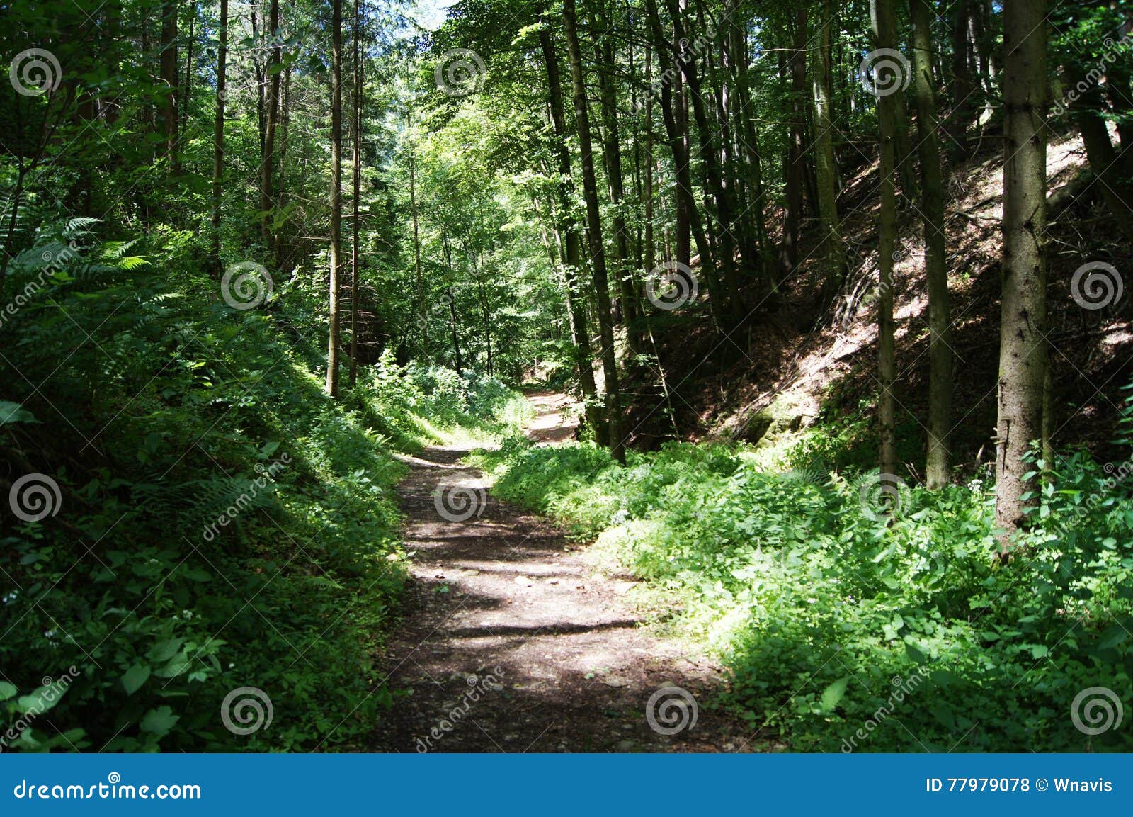 Forest Path on a Sunny Morning Stock Photo - Image of branch, alley ...