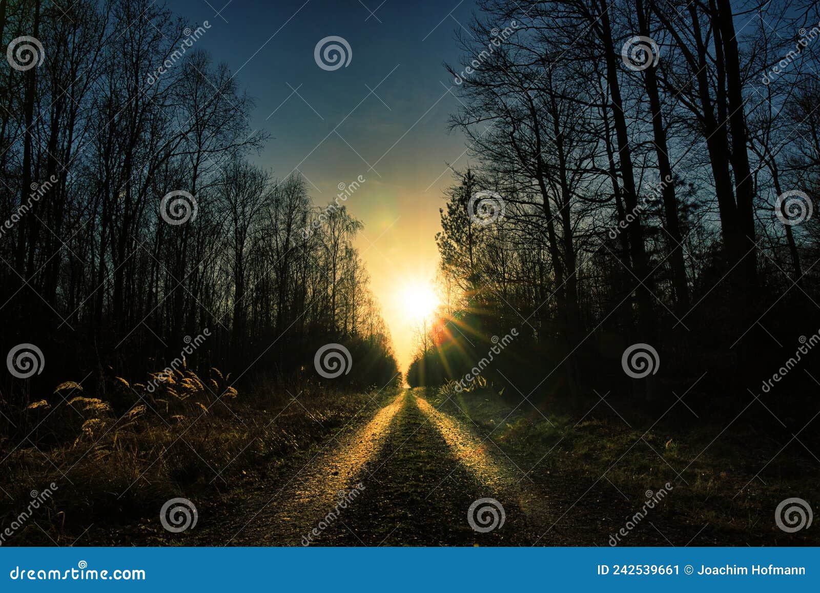 A Forest Path into the Sunset Stock Image - Image of spring, dark ...
