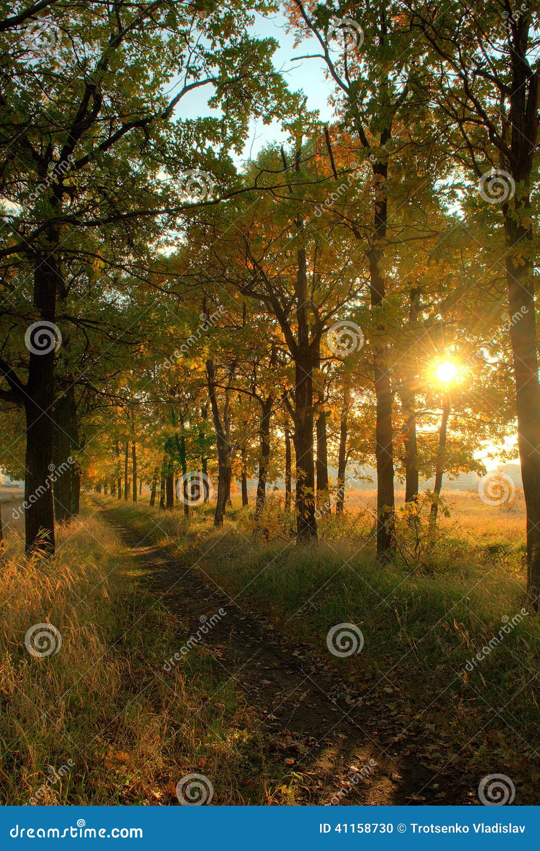 Forest path at sunset stock photo. Image of pine, rays - 41158730
