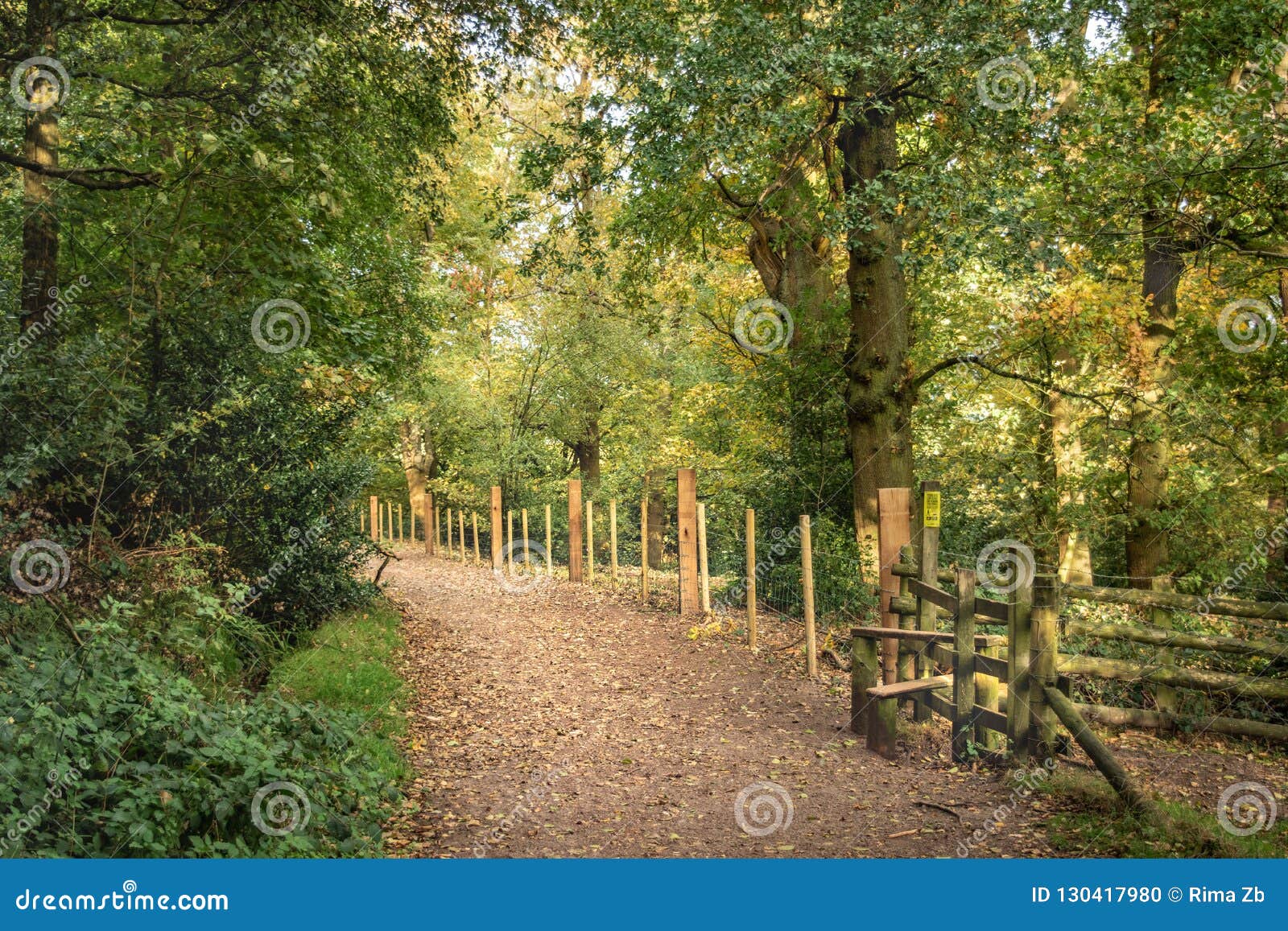 Forest path at sunset stock photo. Image of country - 130417980