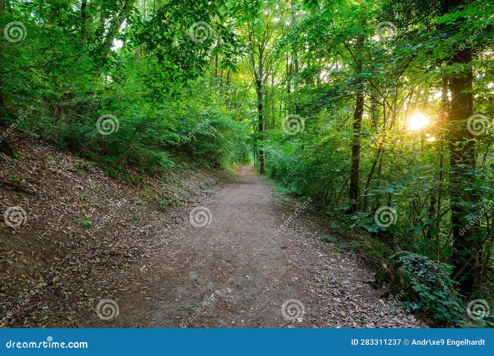 Forest Path at Sunset with Rays of Light Bursting through Stock Image ...