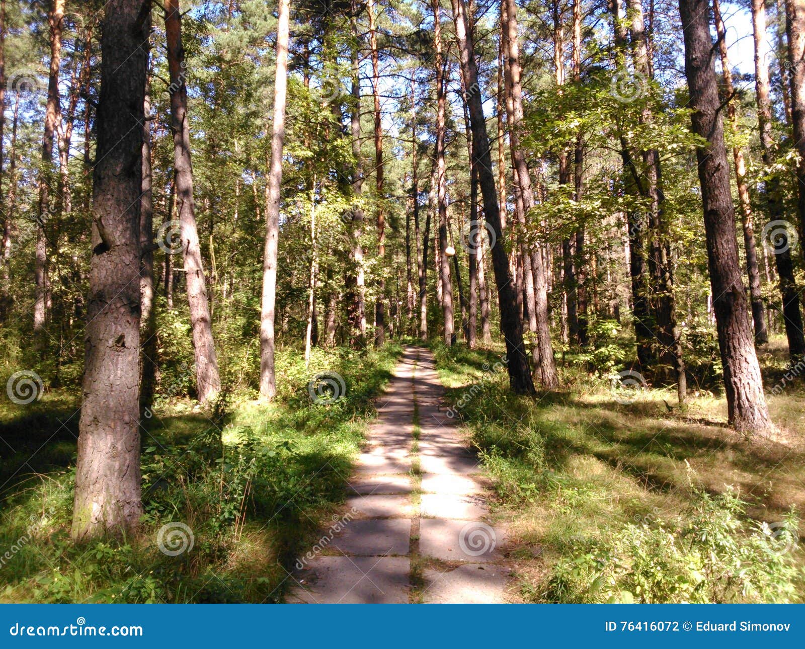 Forest path stock photo. Image of walk, trees, sunshine - 76416072