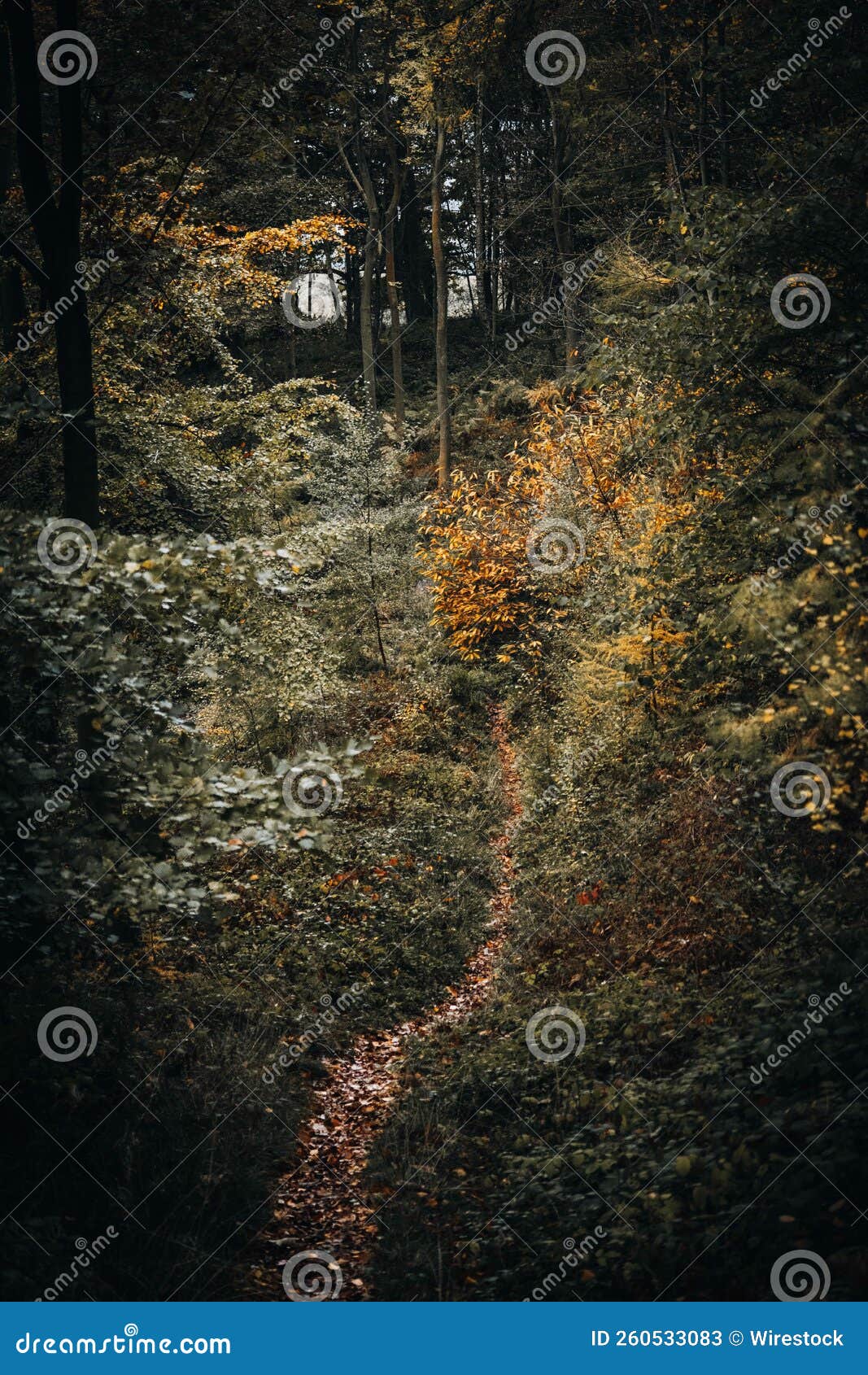 Forest Path Surrounded by Dense Autumn Trees Stock Image - Image of ...