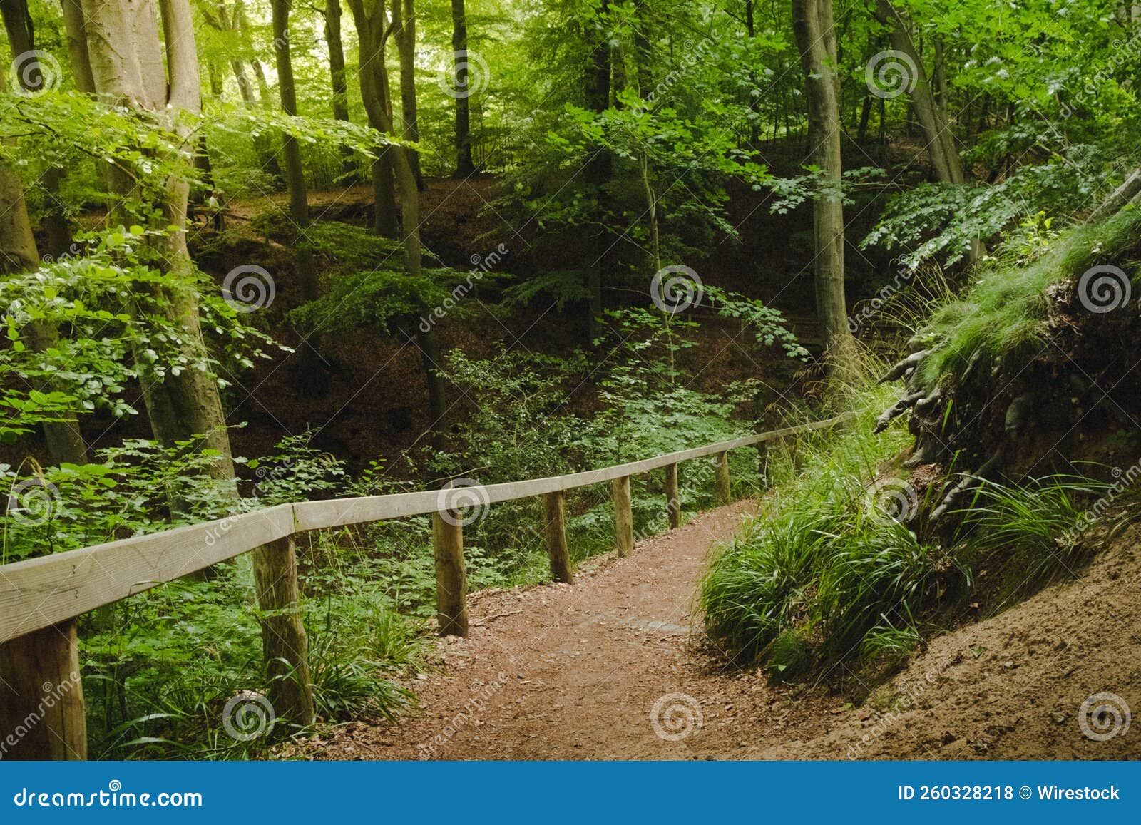 Forest Path Surrounded by Dense Trees Stock Photo - Image of nature ...