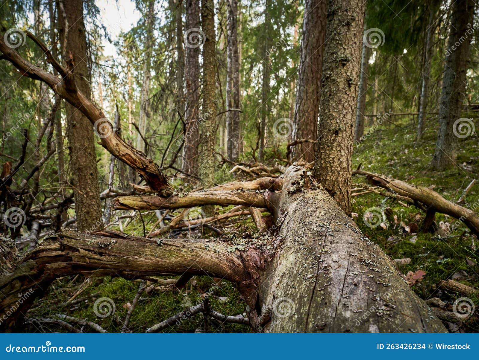 Forest Path Surrounded by Dense Trees Stock Photo - Image of blooming ...