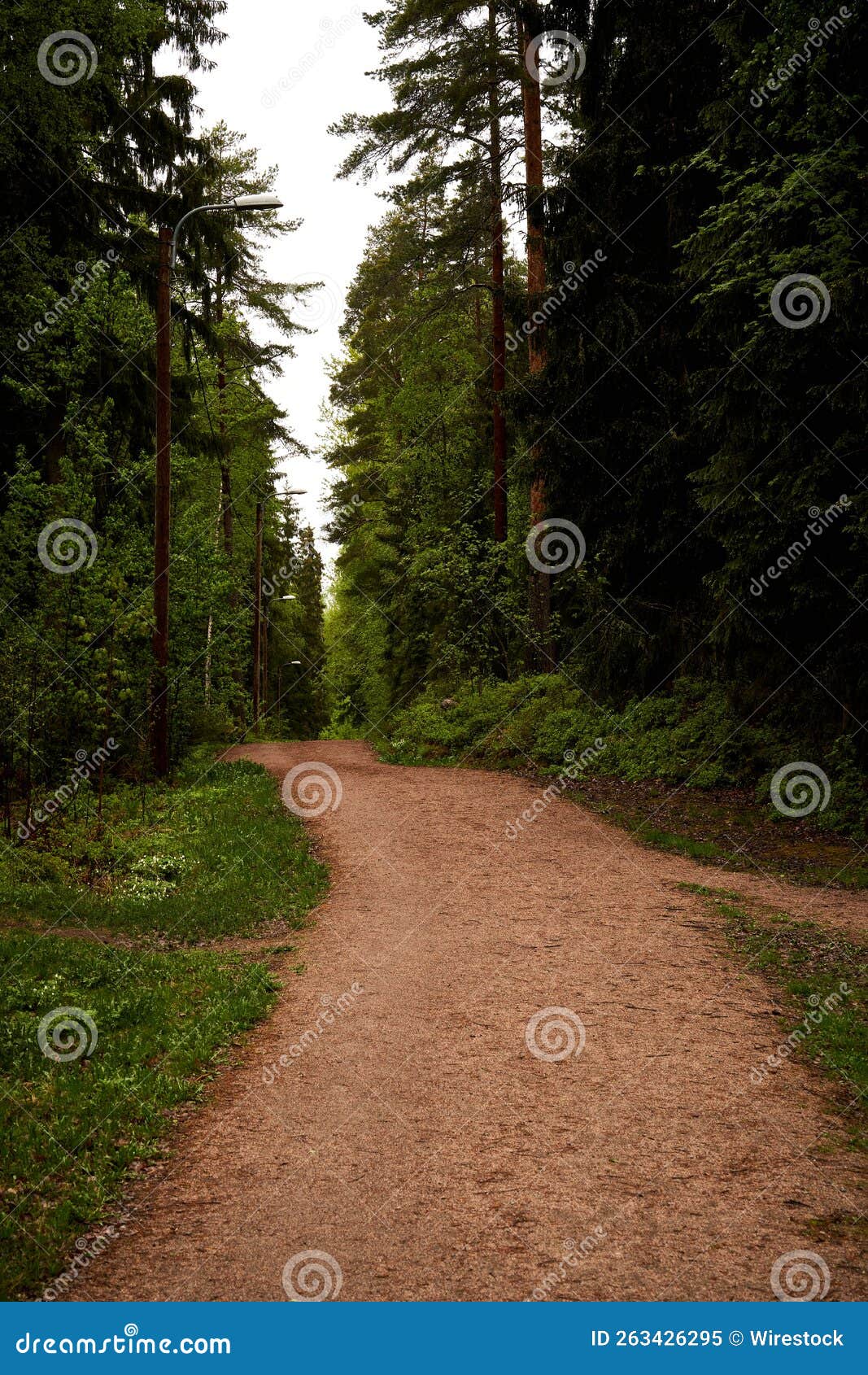 Forest Path Surrounded by Dense Trees Stock Image - Image of landscape ...