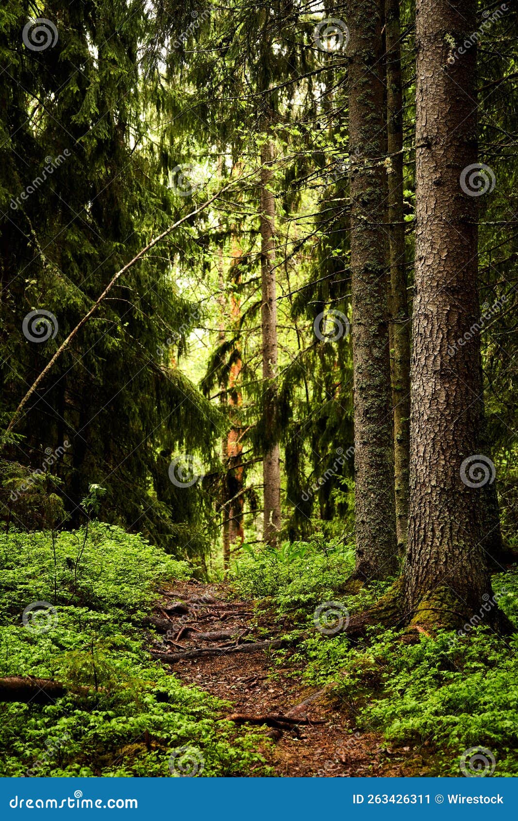 Forest Path Surrounded by Dense Trees Stock Image - Image of trees ...