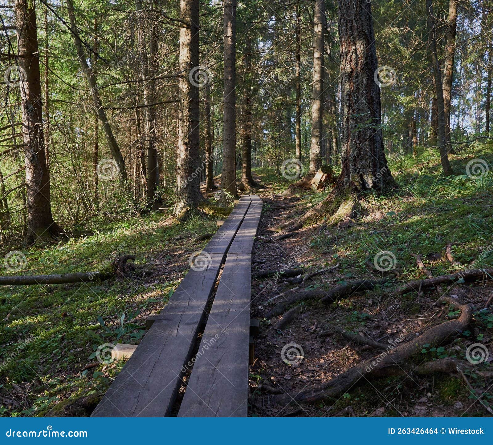 Forest Path Surrounded by Dense Trees Stock Photo - Image of vegetation ...