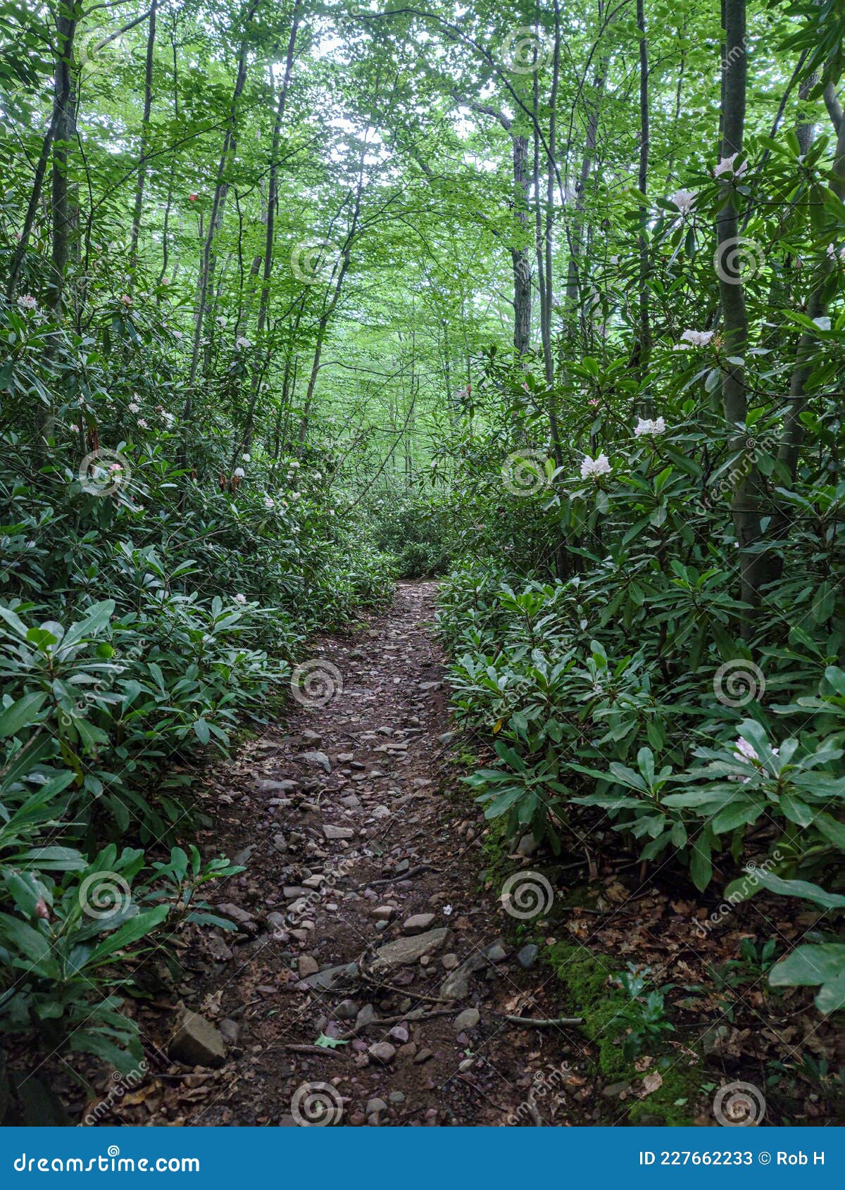 Forest Path Surrounded by Vegetation in Summer Stock Image - Image of ...