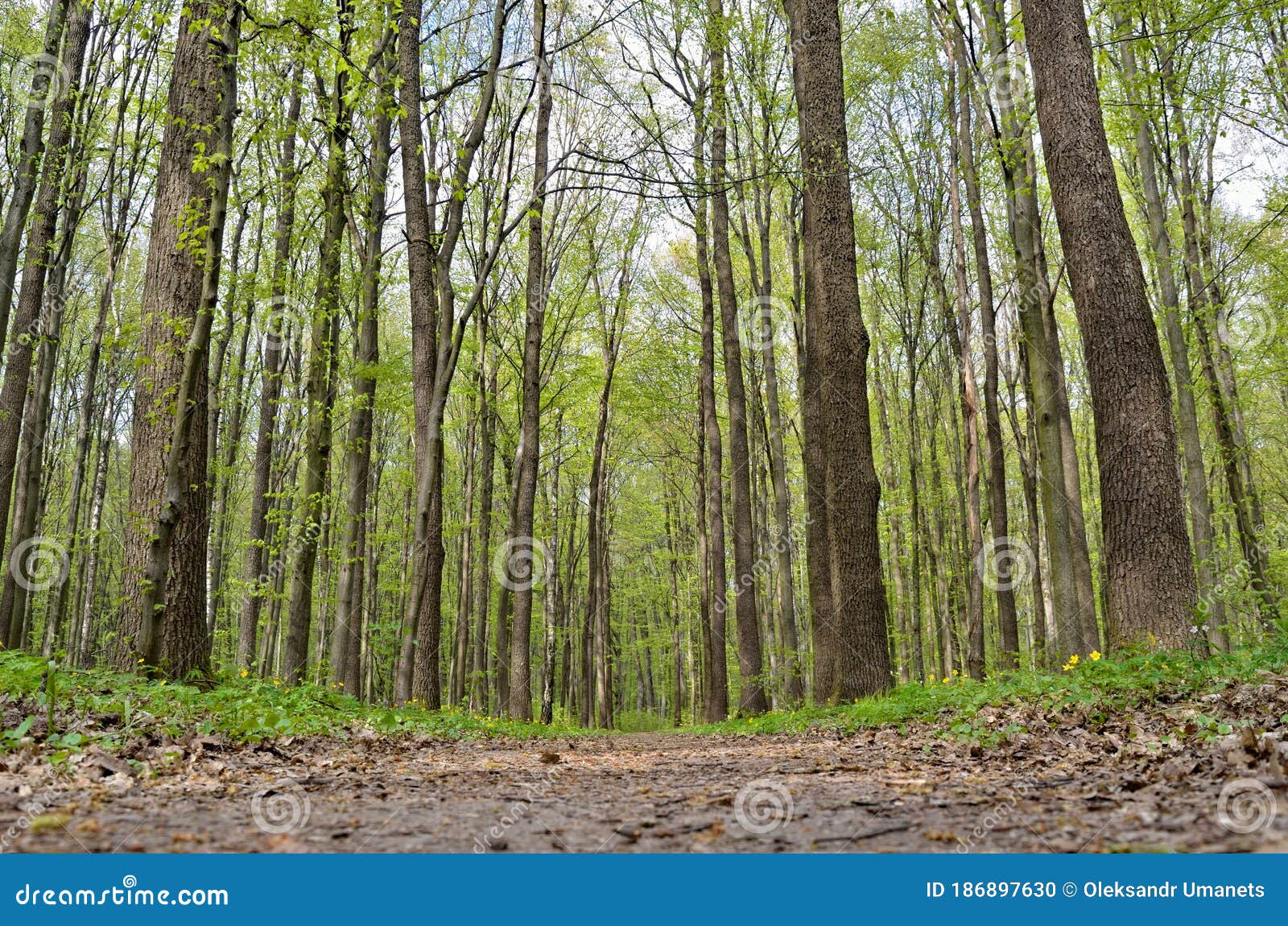 Forest Path among Tall, Green Trees in Spring Stock Photo - Image of ...