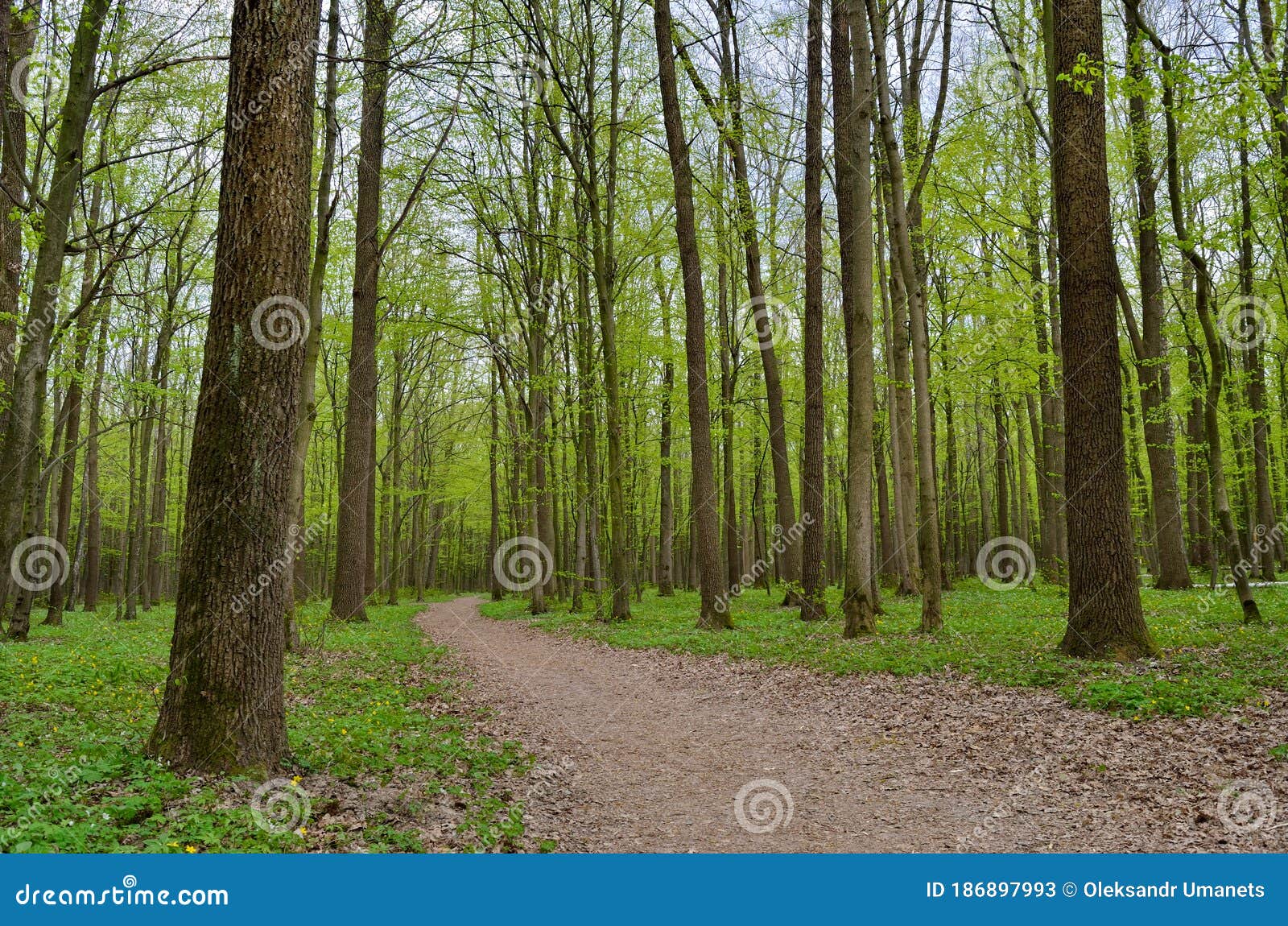 Forest Path among Tall, Green Trees in Spring Stock Image - Image of ...