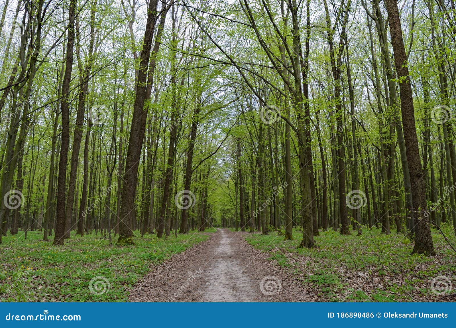 Path And Tall Trees In The Forest - Perfect For Background Royalty-Free ...