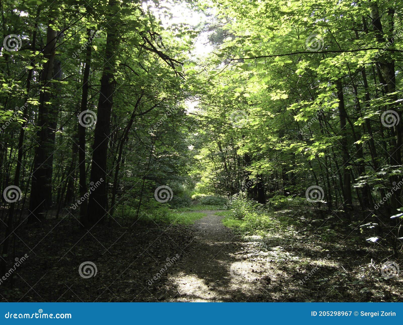 Forest Path between Tall Trees in Summer on a Sunny Summer Day Stock ...