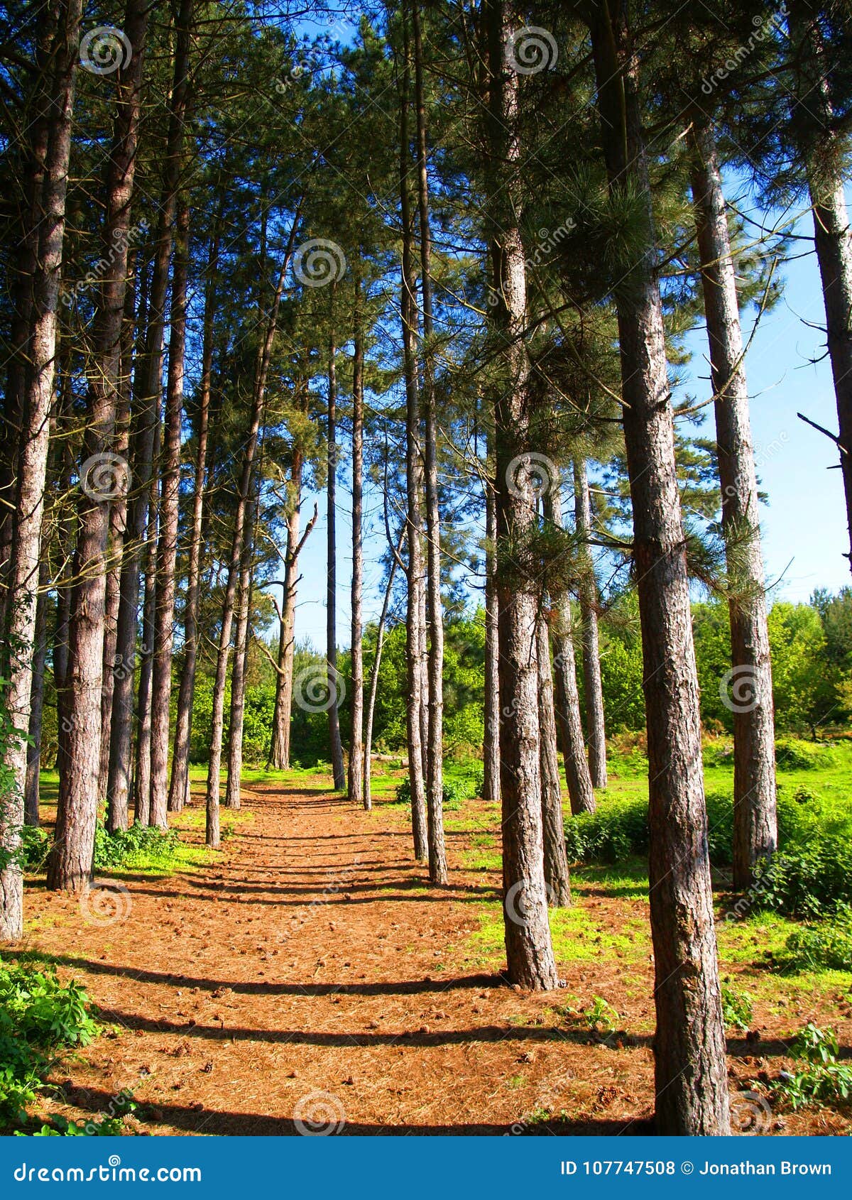 Path through pine trees stock photo. Image of warm, summer - 107747508
